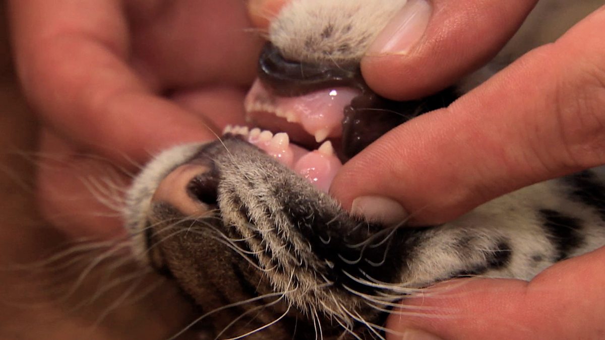 BBC Two - Tigers about the House, Series 1, Episode 1, The cubs get teeth