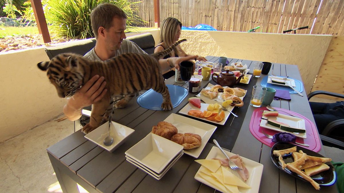 BBC Two - Tigers about the House, Series 1, Breakfast