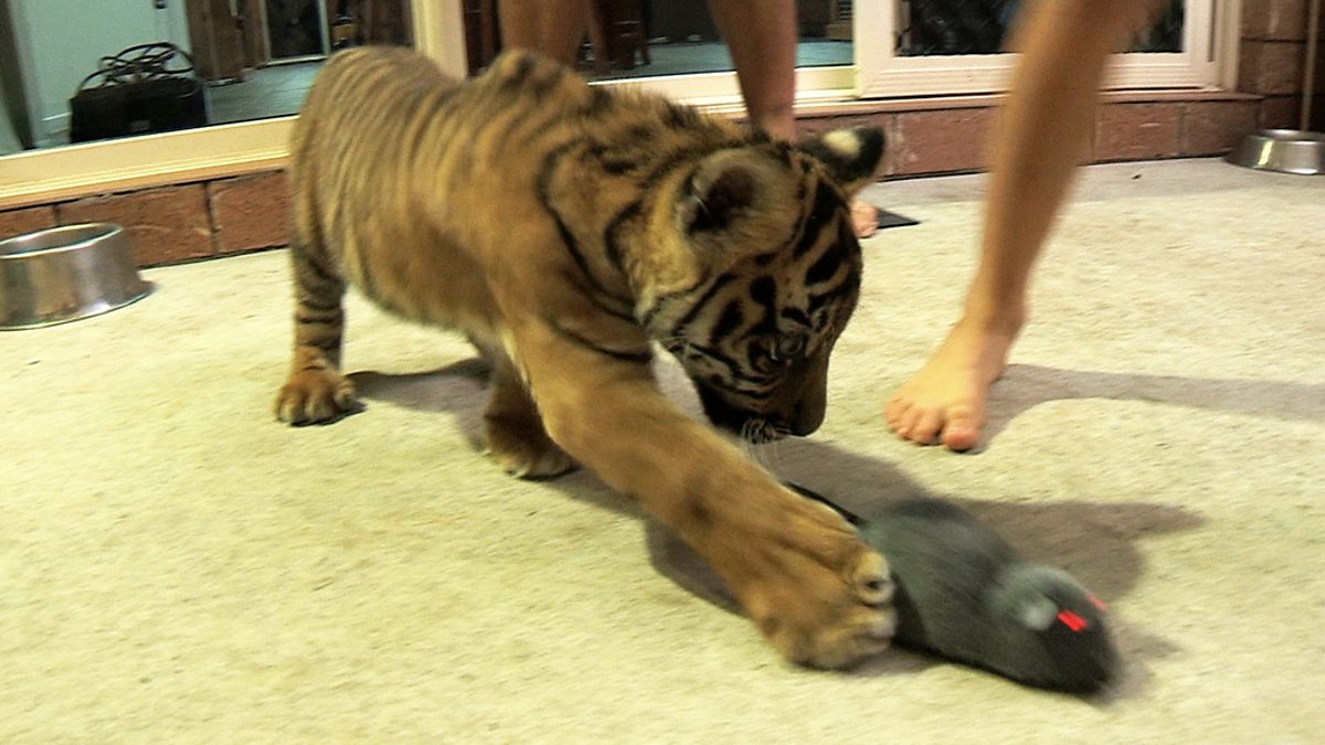 BBC Two - Tigers about the House, Series 1, Web exclusive: Cat and mouse