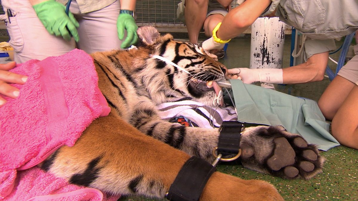 BBC Two - Tigers about the House, Series 1, Web exclusive: Mika the ...