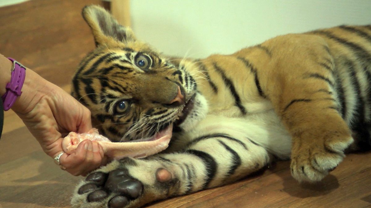 BBC Two - Tigers about the House, Series 1, Web exclusive: Chewing chickens