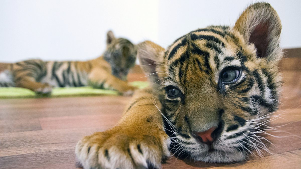 BBC Two - Tigers about the House, Series 1, Episode 2, In pictures ...