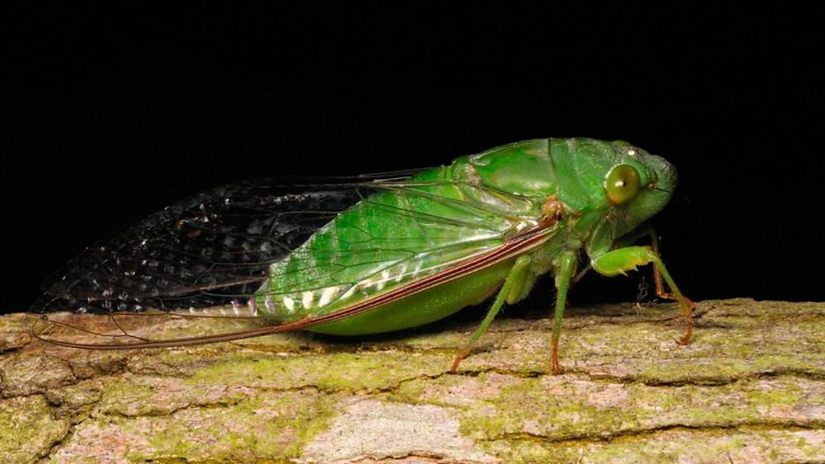 BBC Radio 4 - BBC Inside Science, Mice & Men; Fuel from CO2; fRMI ...