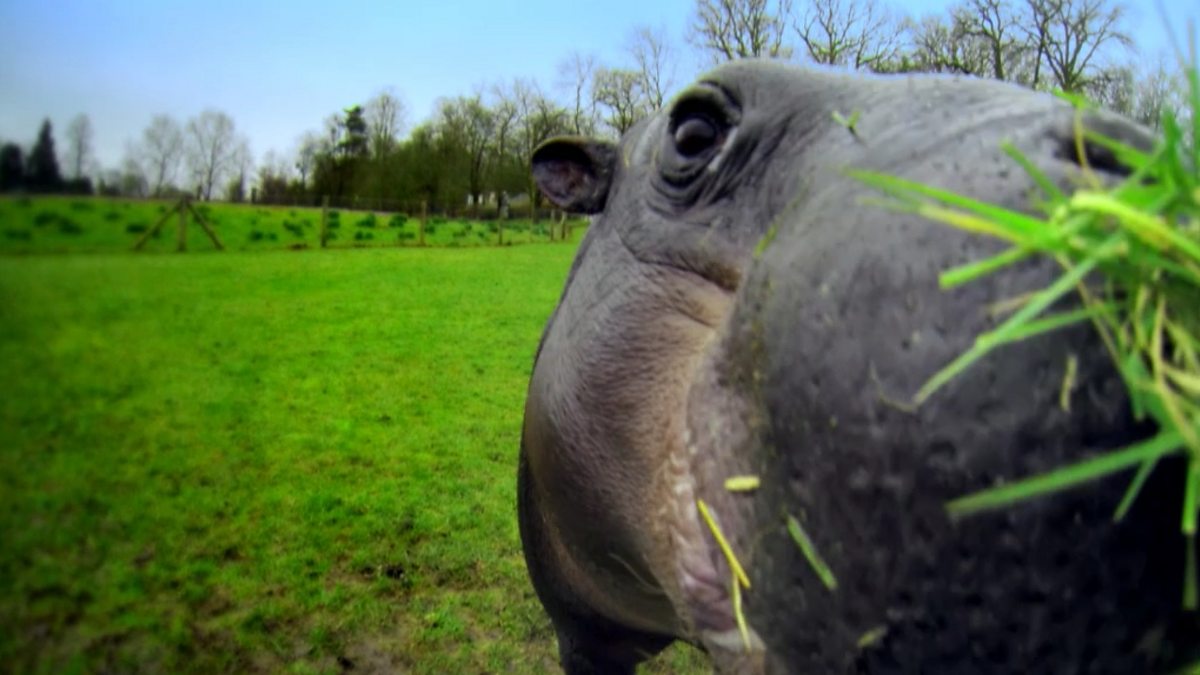 BBC Two - Natural World, 2014-2015, The Pygmy Hippo: A Very Secret Life ...