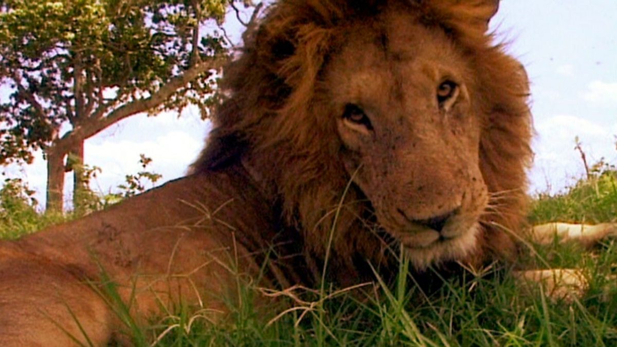 BBC ALBA - Aithne air Ainmhidhean/All About Animals, Series 1, Leo an ...