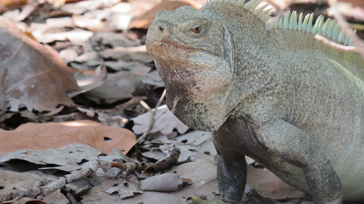 BBC Radio 4 - Costing the Earth, Britain's Overseas Wildlife