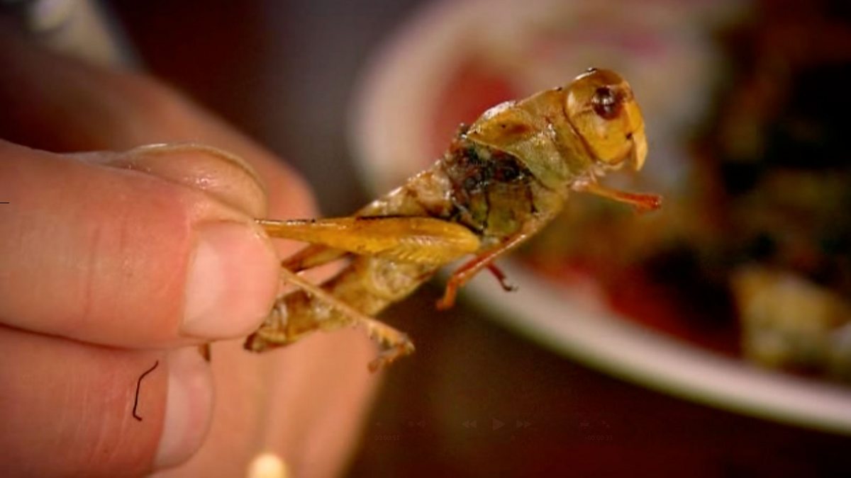 BBC - Learning, Why should we eat insects?