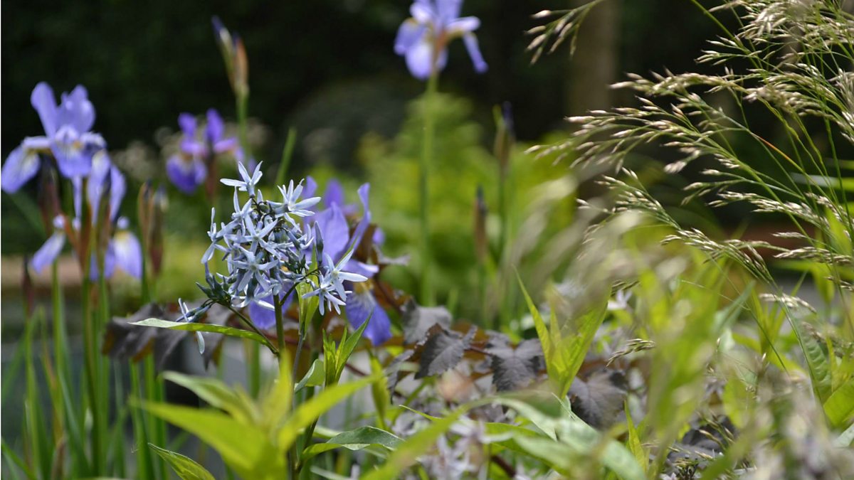 BBC - The Chelsea Flower Show 2014 - Chelsea Flower Show 2014