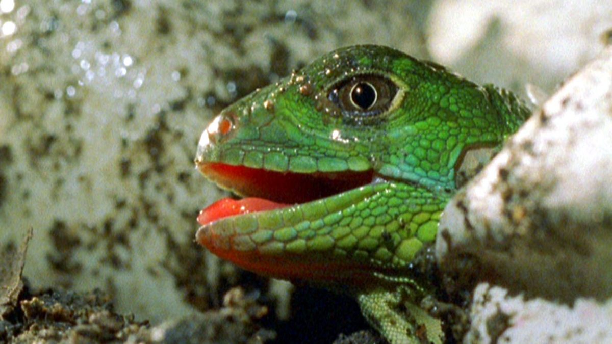 BBC ALBA - Aithne air Ainmhidhean/All About Animals, Series 1, Igbidh ...