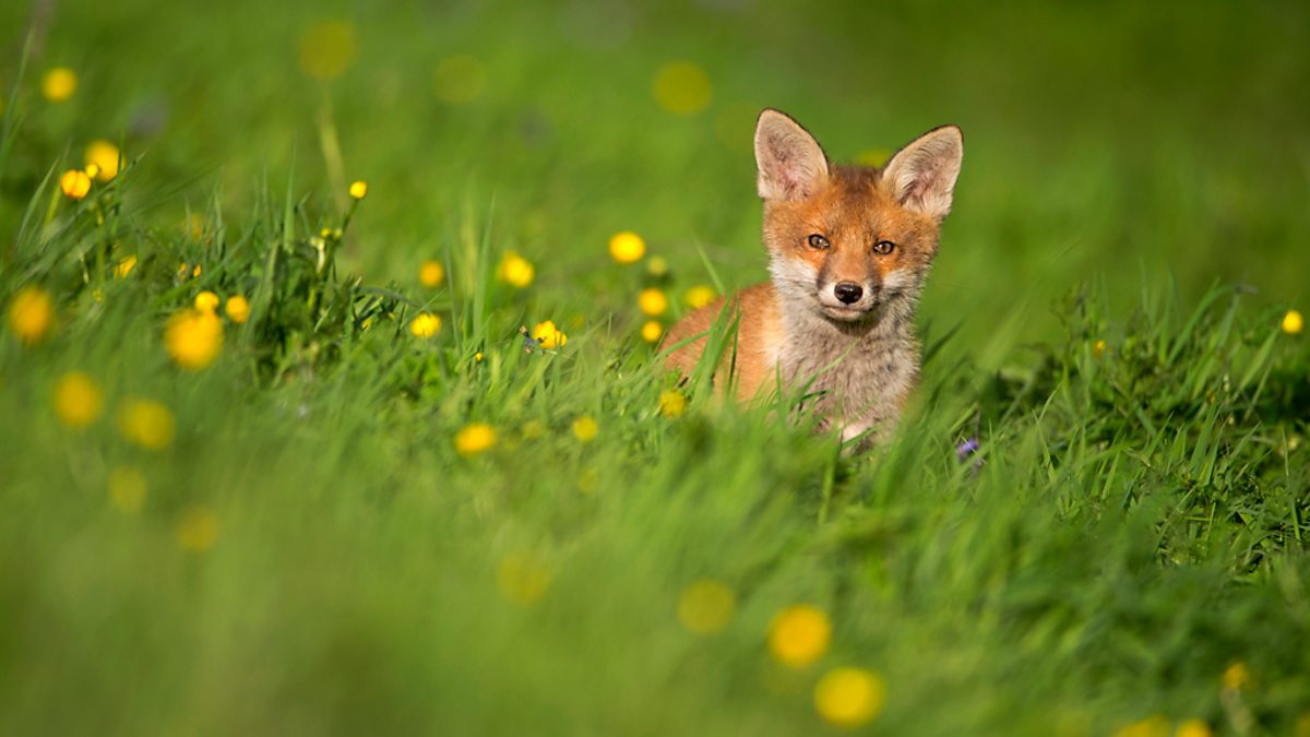 BBC Two - Springwatch, 2012 - Episode guide