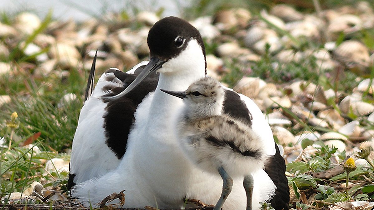 BBC Two - Springwatch, 2014, Episode 5 - Clips