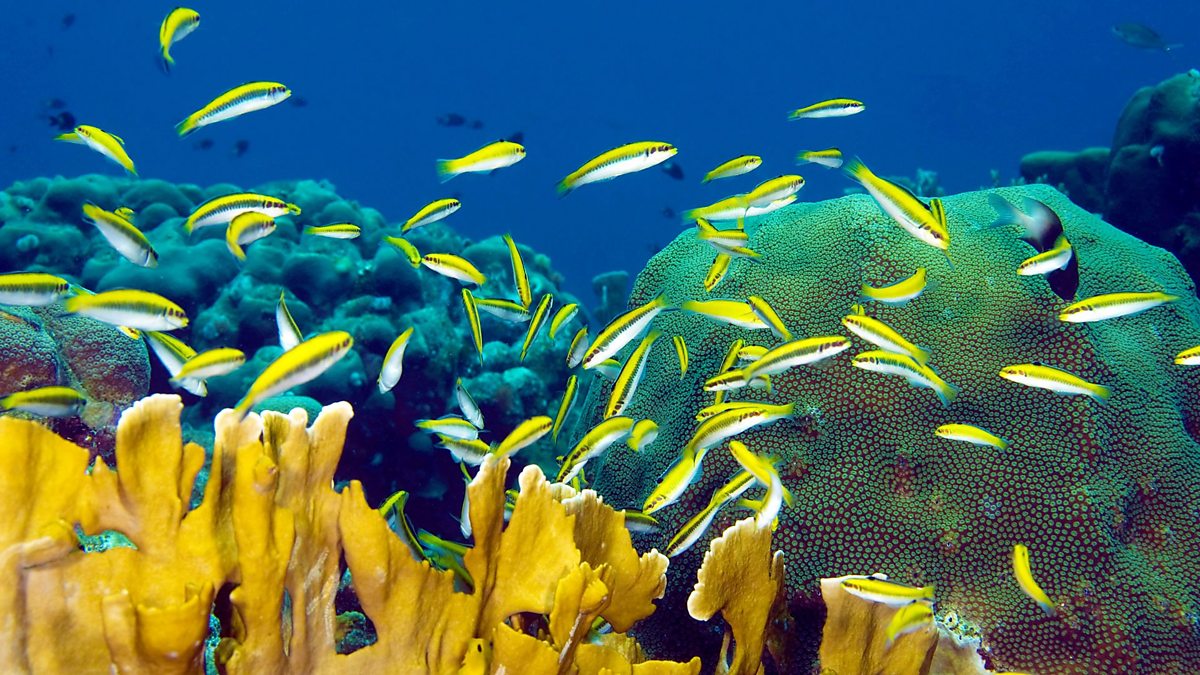 BBC News - Our World, Acid Oceans - with Roger Harrabin