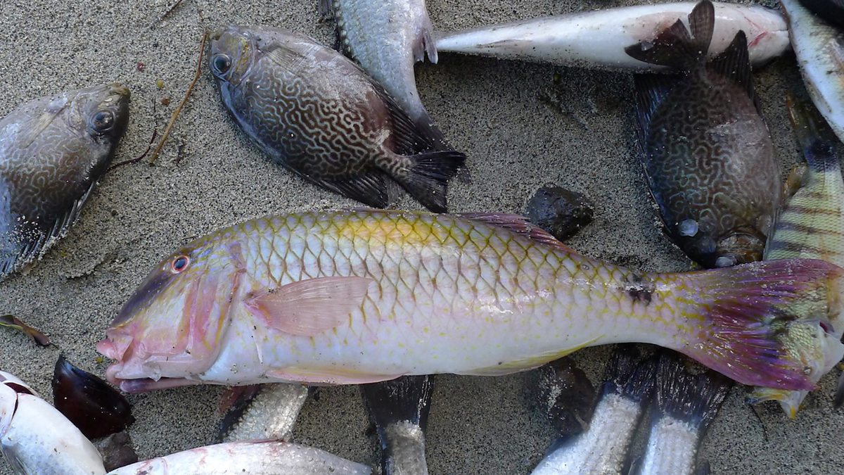 BBC Radio 4 - Fish catch in Fiji - BBC Inside Science, Longitude Prize ...