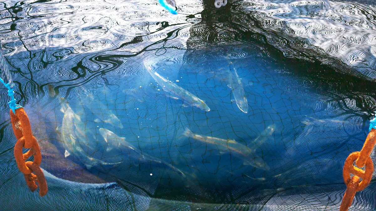 BBC Radio 4 - You and Yours, Child Maintenance, Farmed Salmon ...