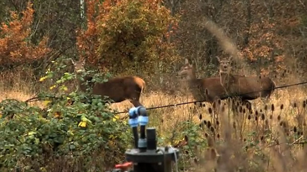 BBC One - Animal SOS, Episode 1, The deer hunters