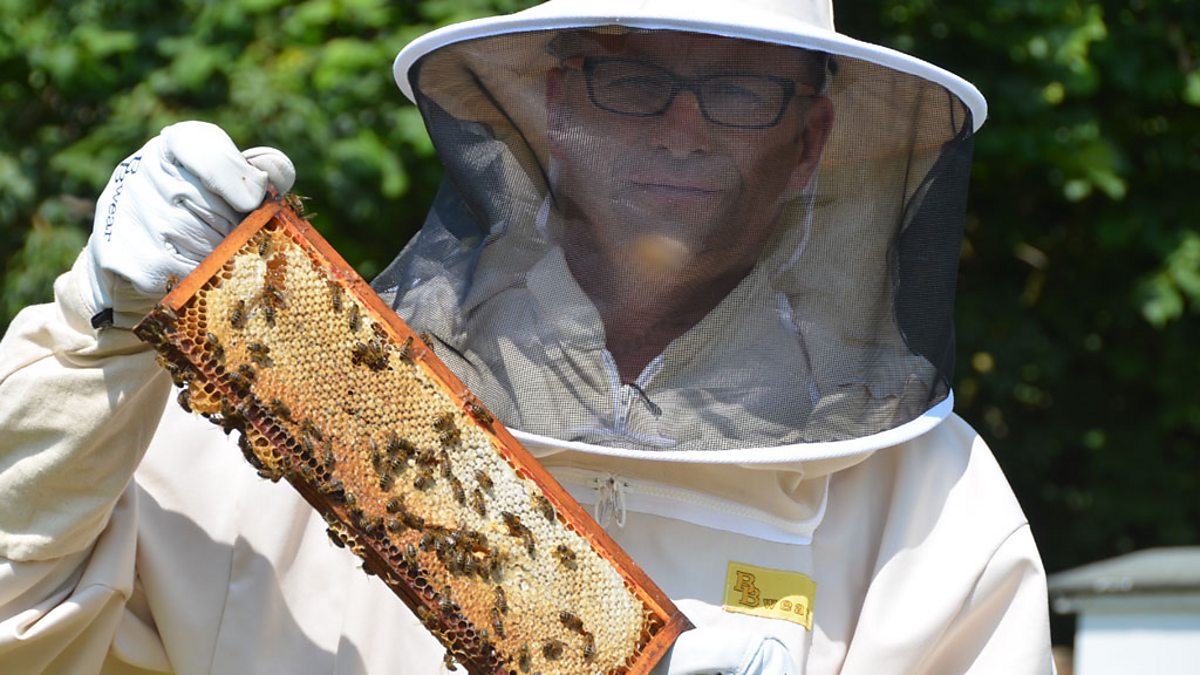 BBC Two - Hive Alive - The buzz about bees