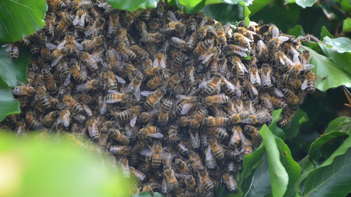 BBC - BBC Wildlife Finder, Why honey bees are under threat