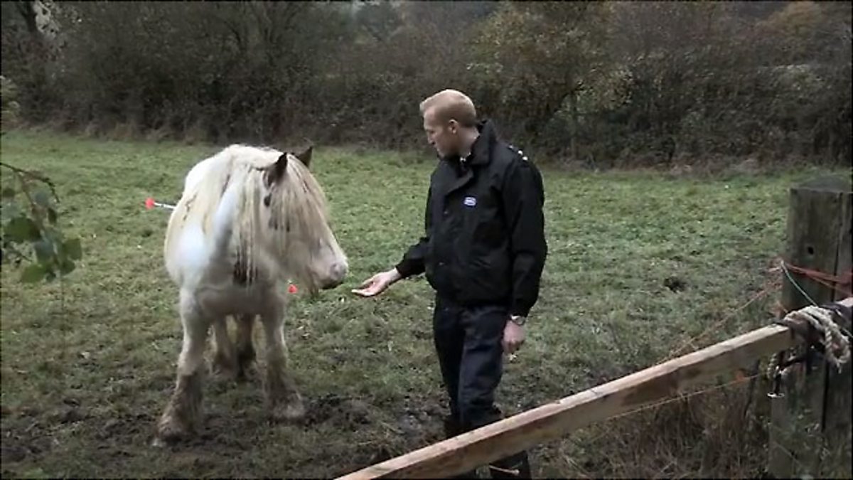 BBC One - Animal SOS, Episode 8, Stubborn mare