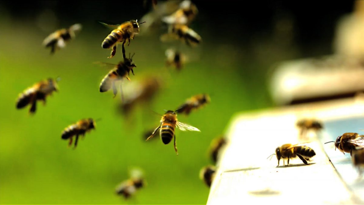 BBC Two - Hive Alive, Episode 1, The flight of the honeybee