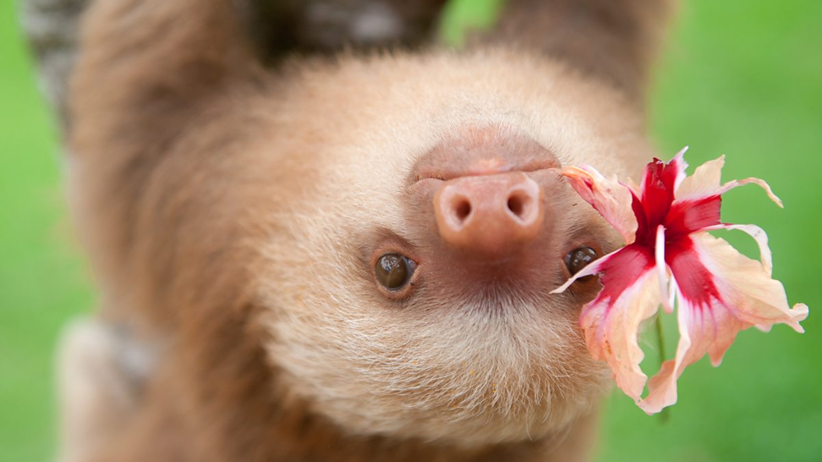 BBC One - Pelota the baby two-toed sloth - Nature's Miracle Orphans ...