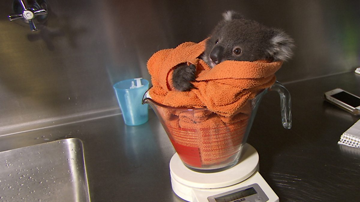 BBC One - Nature's Miracle Orphans, Series 1 - Danny the koala