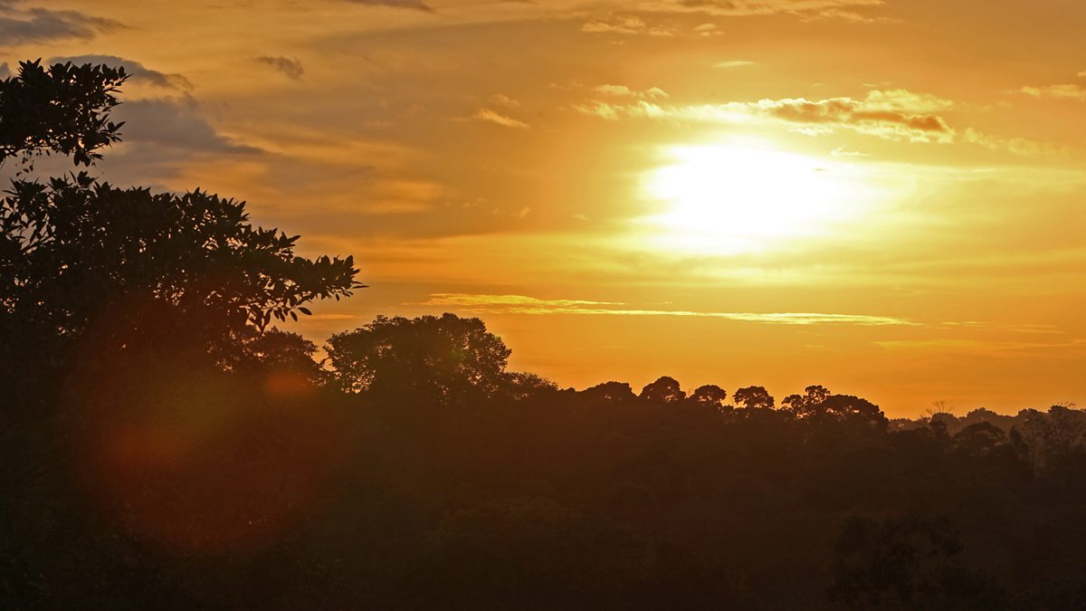 BBC One - Nature's Miracle Orphans, Series 1 - Costa Rica