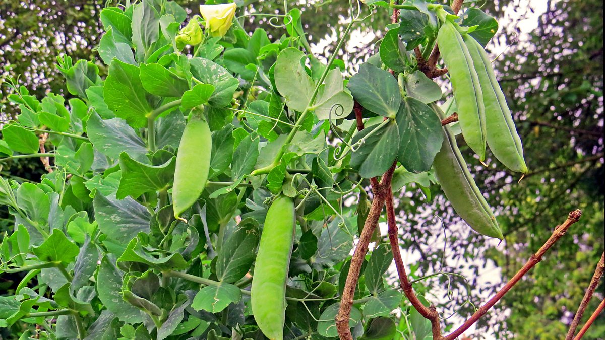 BBC Radio 4 Extra - Plants: From Roots to Riches, Patterns from Crossed ...