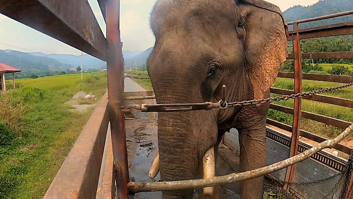 BBC One - Operation Wild, Episode 1, How do you X-ray an elephant?