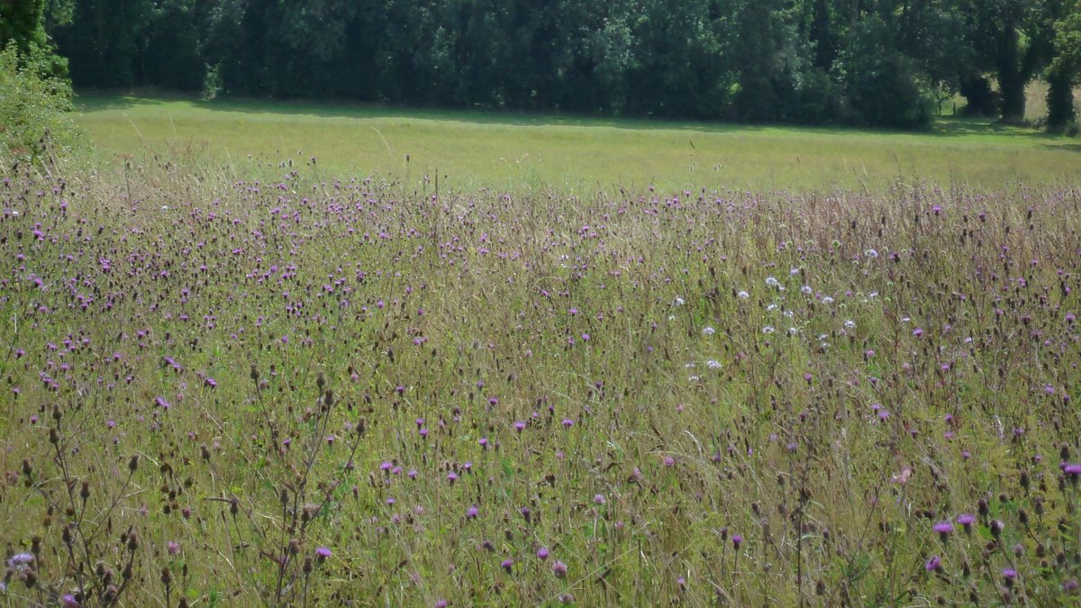 BBC - The field of knapweed at High Ash Farm - Chris Skinner's High Ash ...