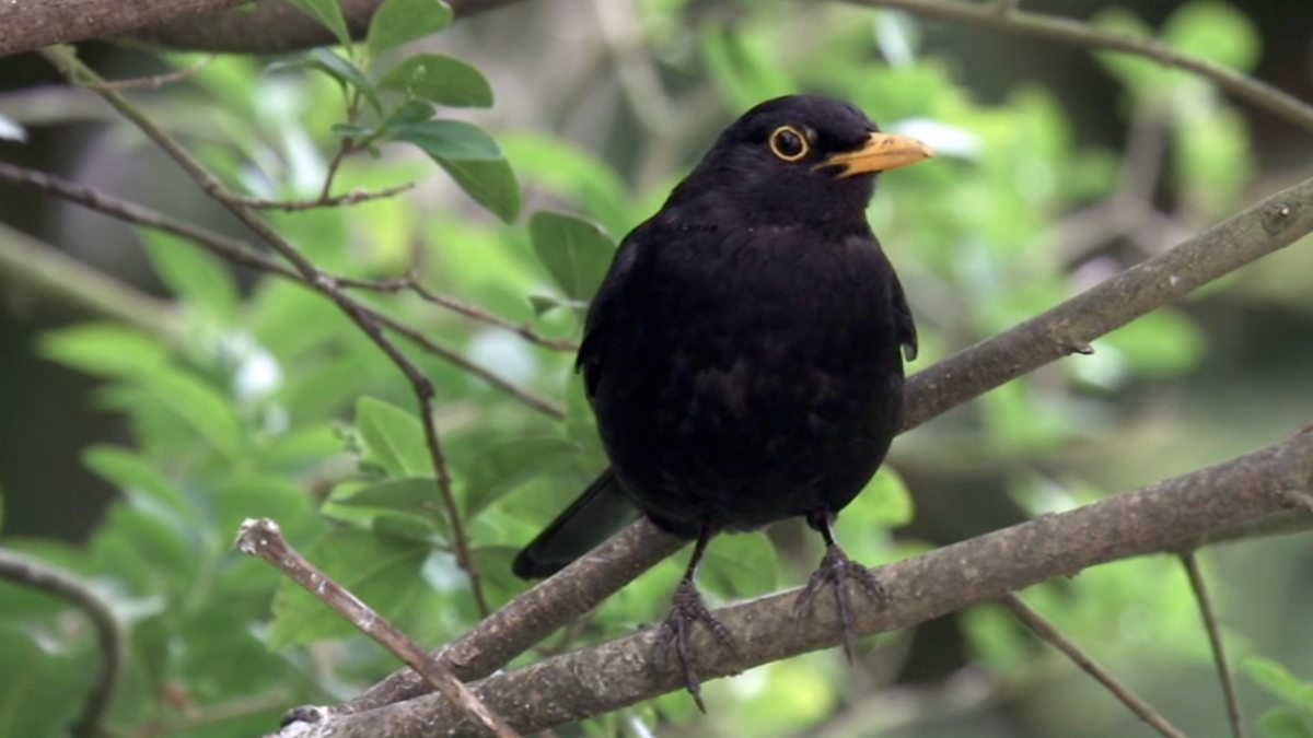 BBC Two - Springwatch, Blackbird town