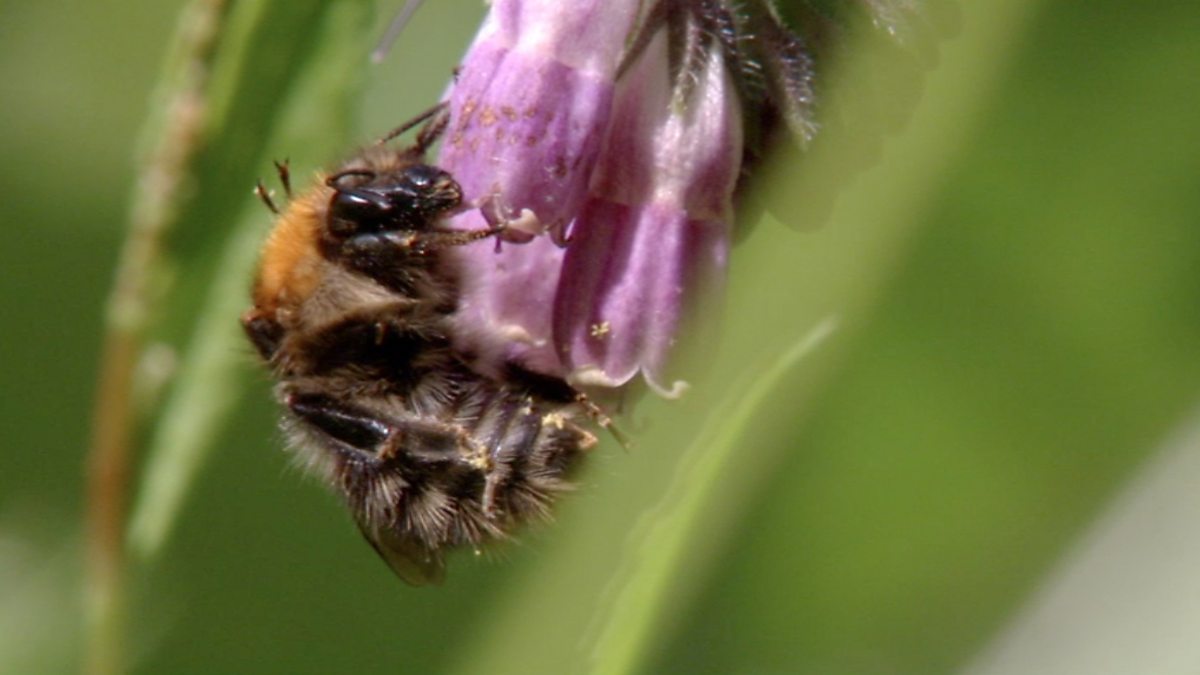 BBC Two - Springwatch, Camley Street