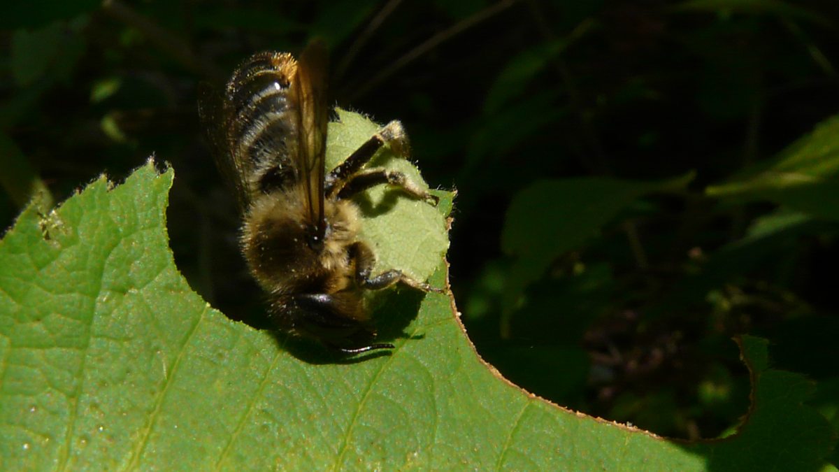 BBC Two - Springwatch, Ask Brett: The leafcutter bee