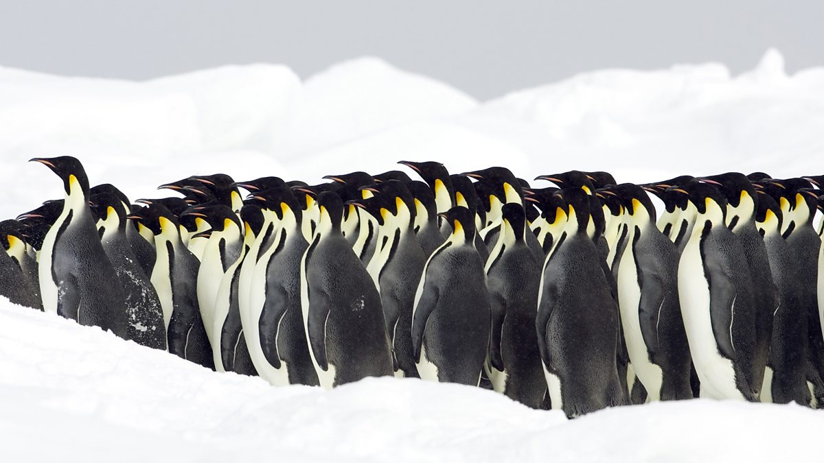 BBC Four - The Wonder of Animals - Wonder facts: Penguins