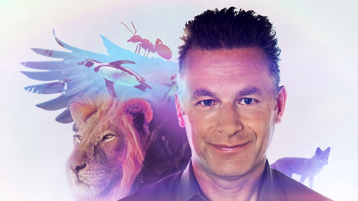 BBC Four - The Wonder of Animals