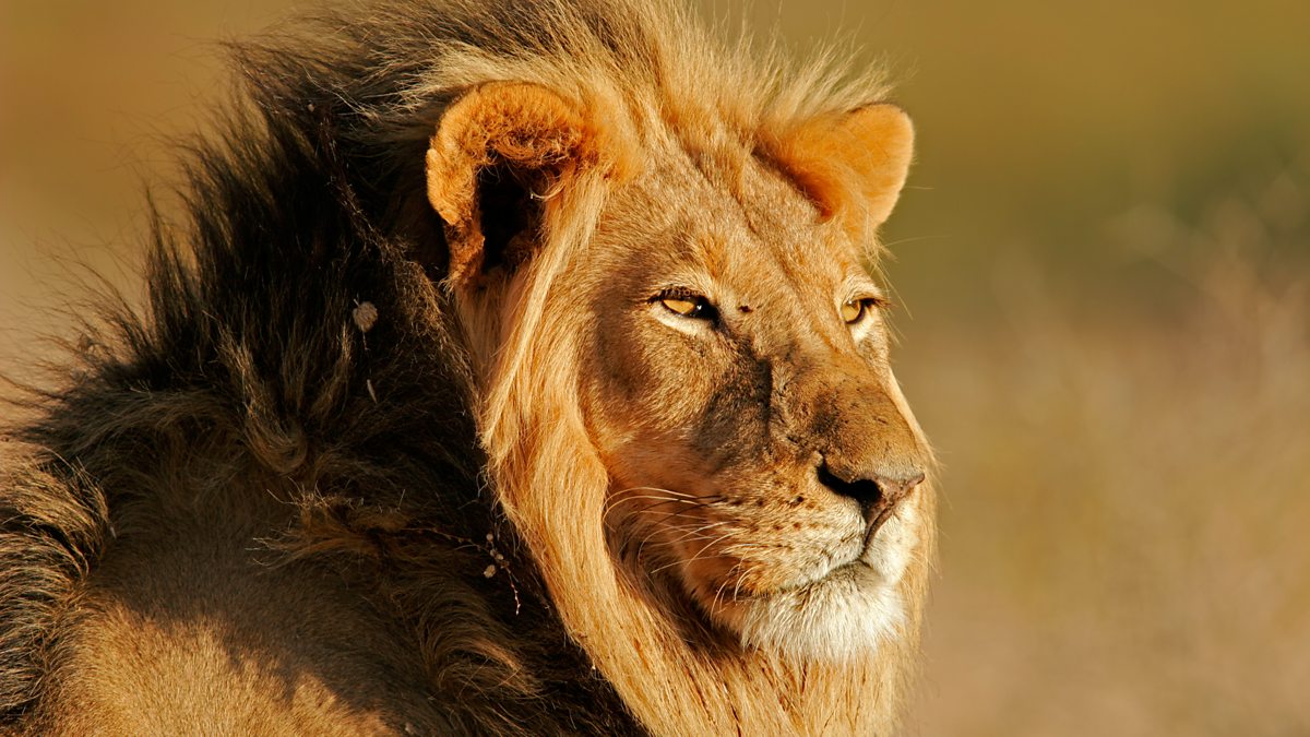 BBC Four - The Wonder of Animals - Wonder facts