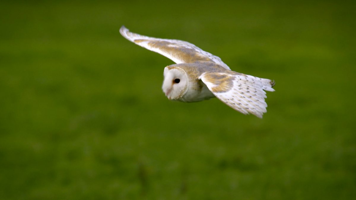 BBC Two - Super Senses: The Secret Power of Animals, Sound, Dial-an-owl