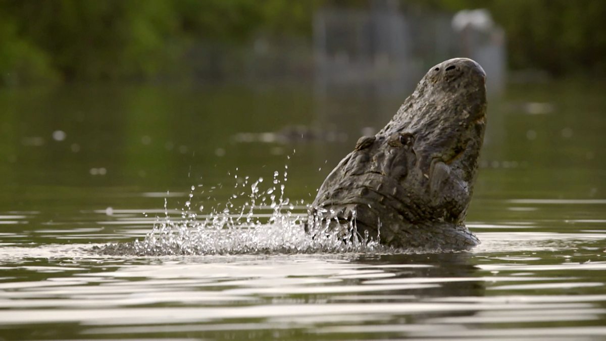 BBC Two - Super Senses: The Secret Power of Animals, Sound, Dancing ...