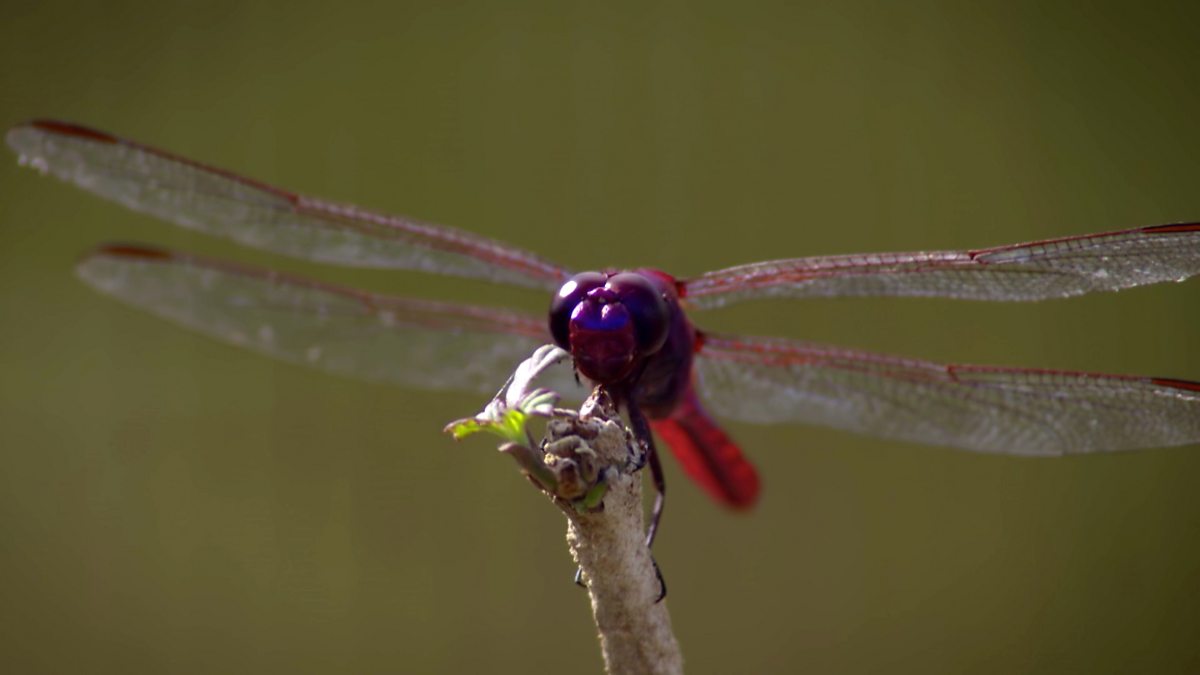 BBC Two - Super Senses: The Secret Power of Animals, Sight, Dragonfly ...