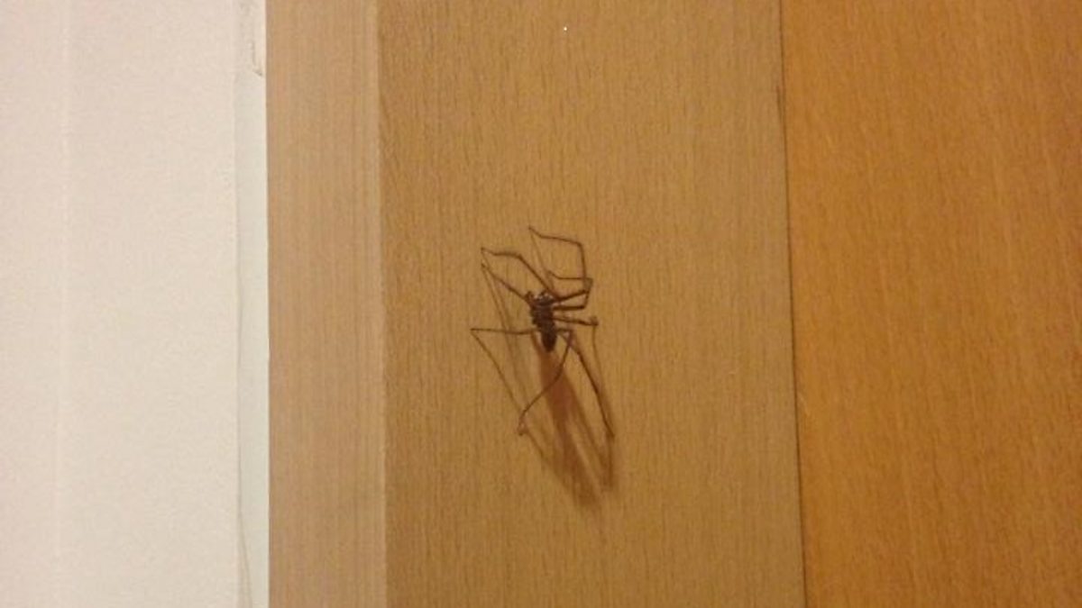 BBC Radio Norfolk - Nick Conrad, Spider invasion!