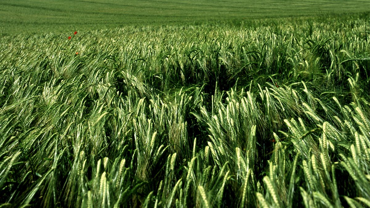 BBC World Service - The Forum, Grass