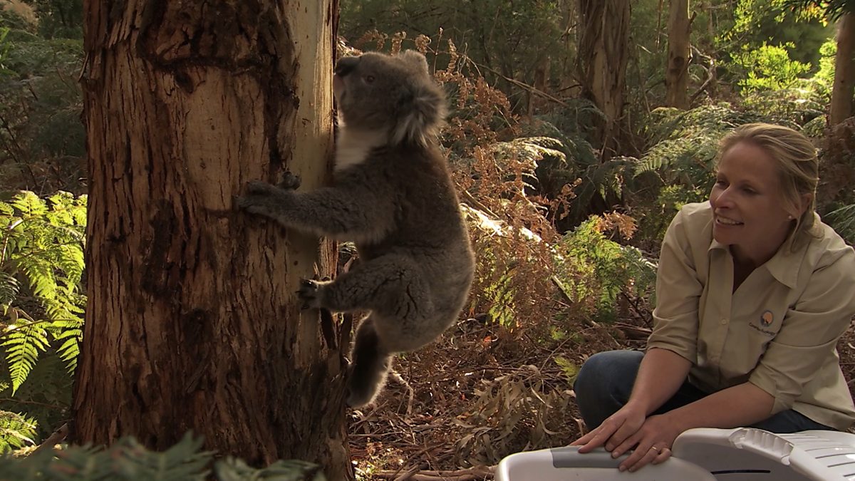 BBC One - Nature's Miracle Orphans, Series 1, Exclusive: Releasing a ...