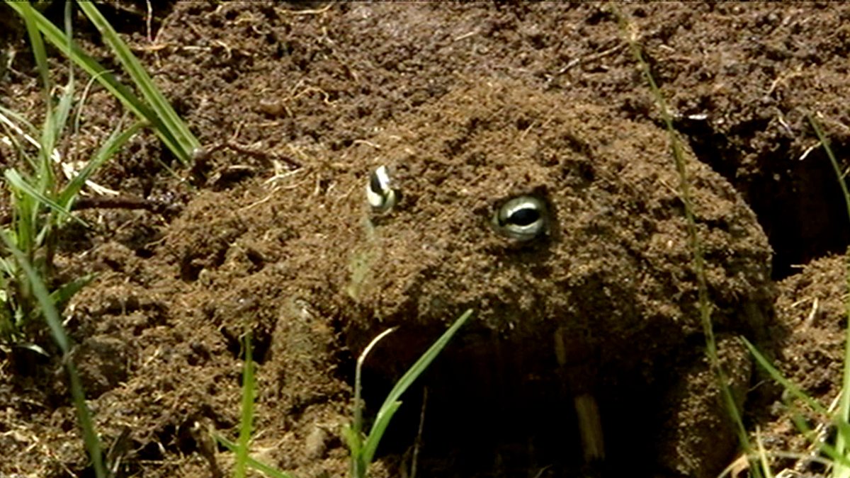 BBC Two - Natural World, 2014-2015, Attenborough's Fabulous Frogs ...