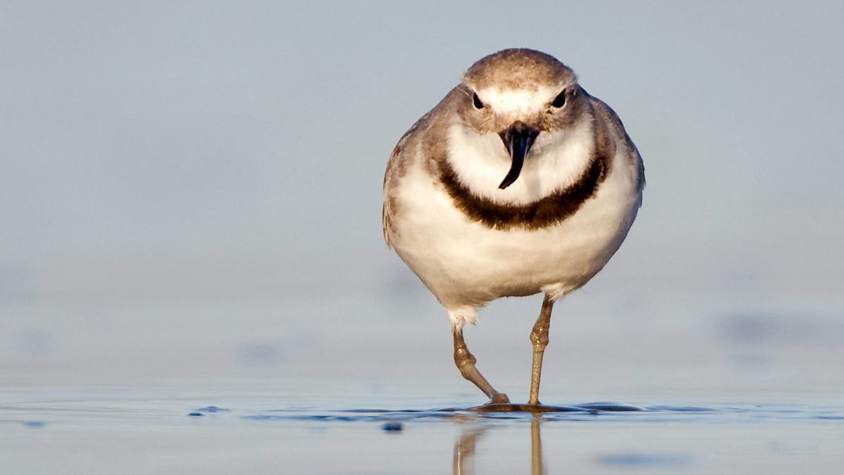 BBC Radio 4 - Tweet of the Day, Wrybill