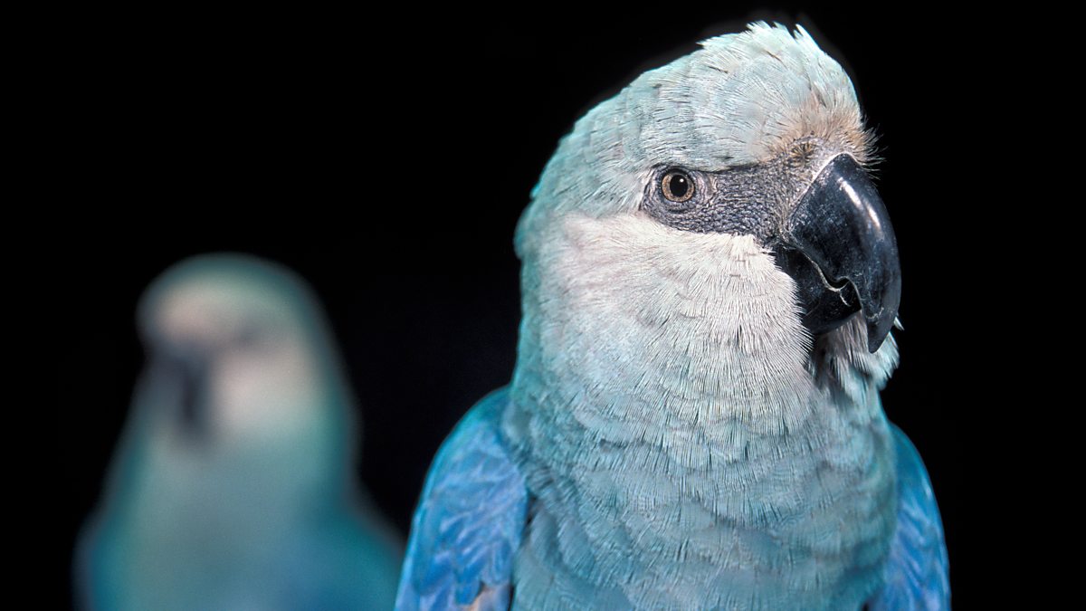 BBC Radio 4 - Tweet of the Day, Spix's Macaw