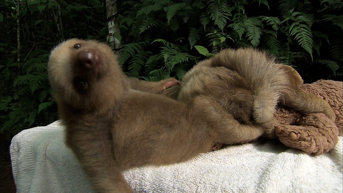 BBC One - Nature's Miracle Orphans, Series 1, Falling sloth