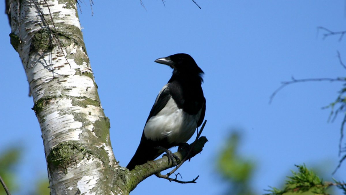 BBC Radio 4 - Today, 16/08/2014, Is 'the thieving magpie' a myth?