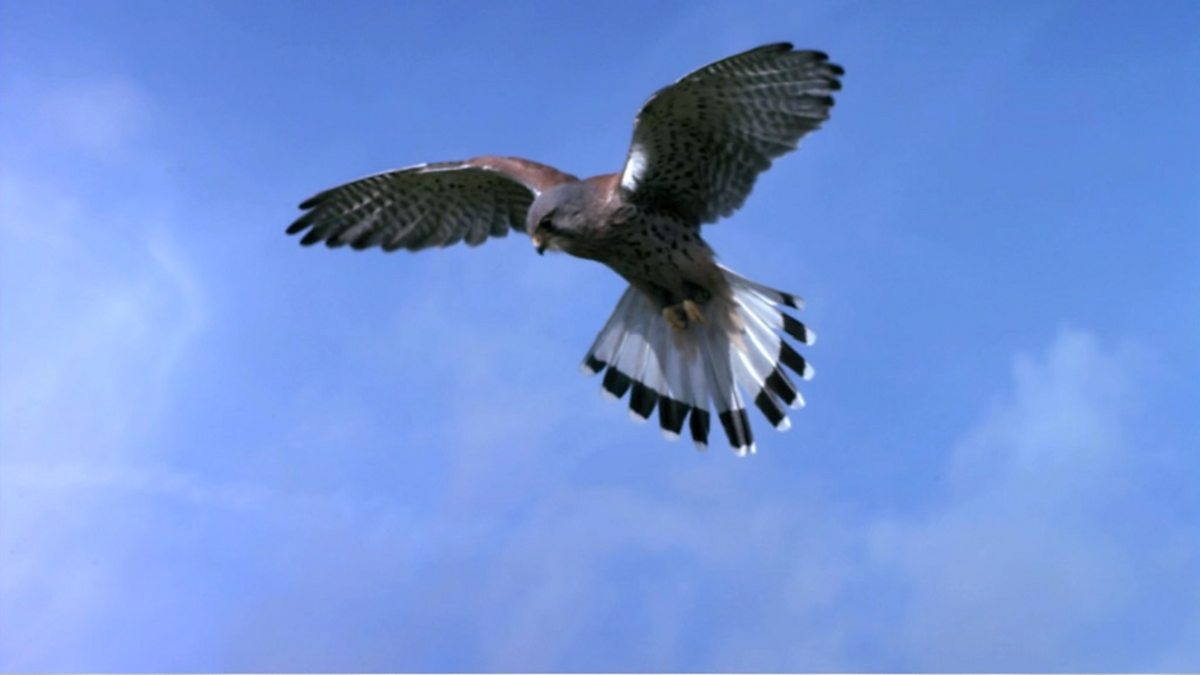 BBC Two - Springwatch, 2014, Episode 12, Bill Oddie