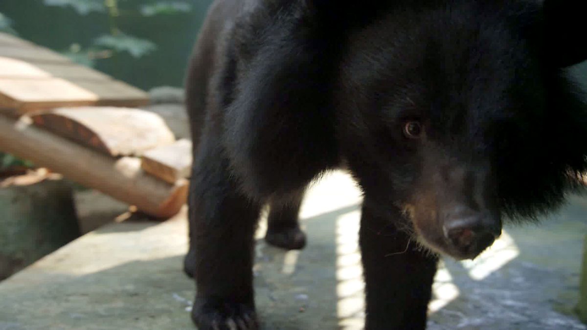 BBC One - Operation Wild, Episode 3, Moon bear with a very sore head