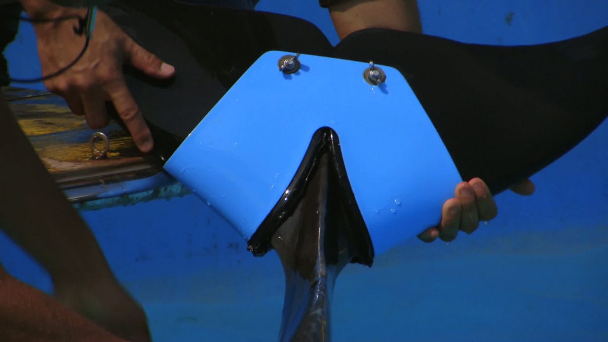 BBC One - Operation Wild, Episode 3, Will Fuji the dolphin jump again?