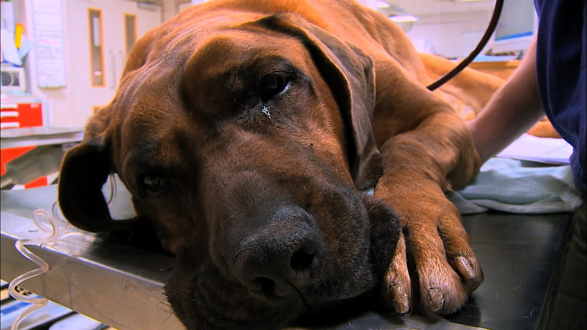 BBC Two - Young Vets, Episode 5, Feeling blue